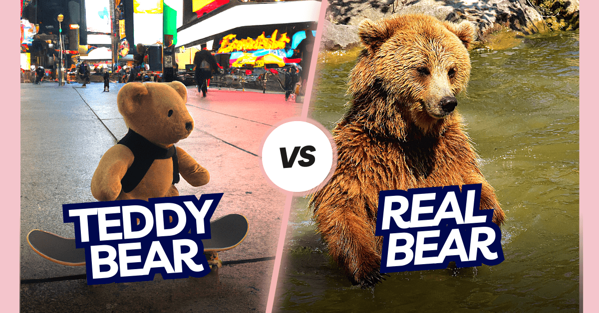 Teddy bears VS Real Bears: Gap Between Teddy Bears and Wild Bears ...